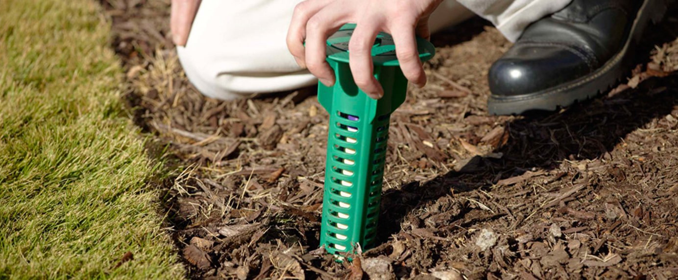 Subterranean Termites | Bowman Termite & Pest Management